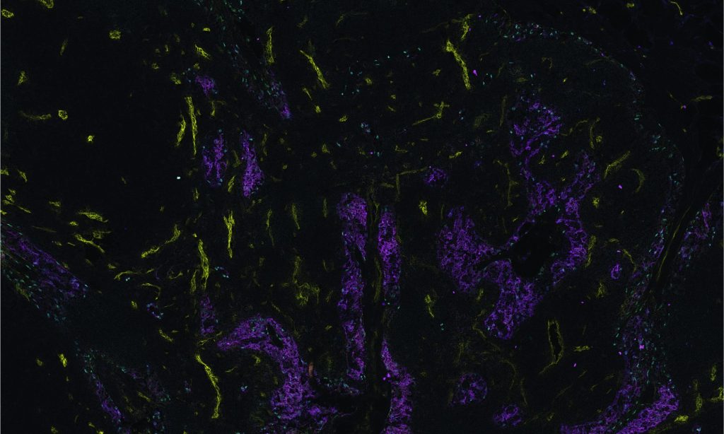 Akira Takeda Lab – Immune and structural cell interaction in health and ...